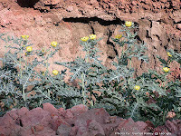 Medicinal Plants: Argemone mexicana Brahmadandi Satyanashi Kudiyotti