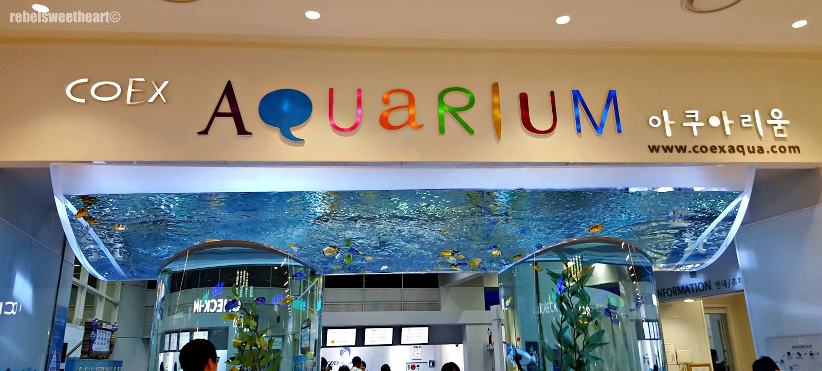 The Rebel Sweetheart.: Seoul Searching | COEX Aquarium.