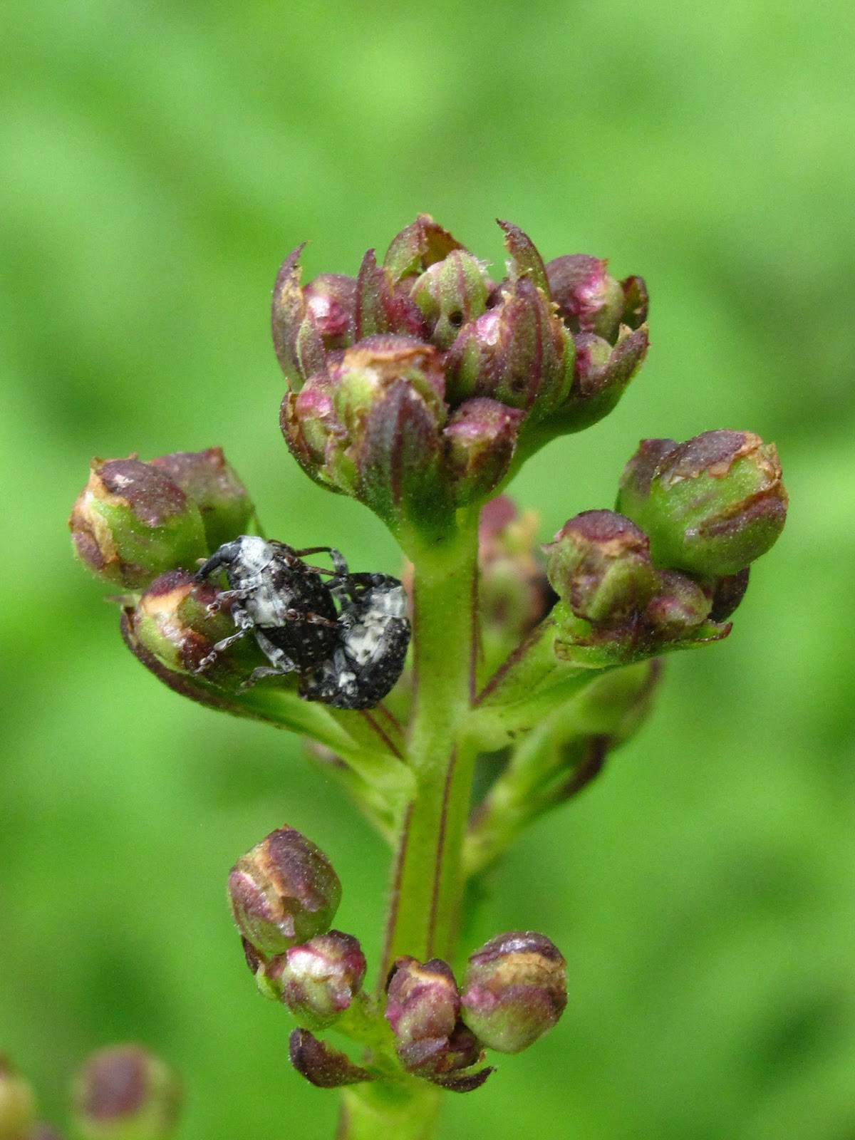 BugBlog: Figwort Weevils