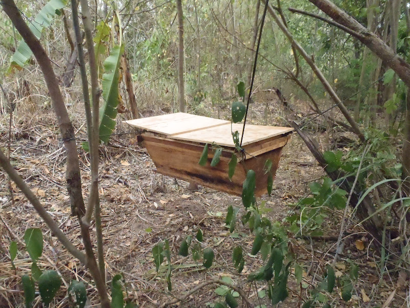 APISRED: Iniciamos nuestra incursion en la colmena KTBH, Top Bar Hive,o ...