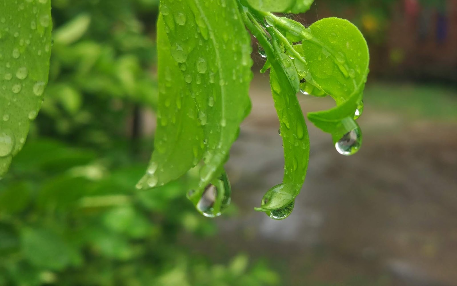 NATURAL PHOTOGRAPHY (Greenery) - PHOTOGRAPHY