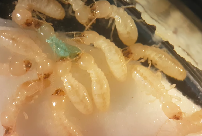 Arthro-Pod: Arthro-Pod EP 39: Talkin' Termites with Hannah Davis