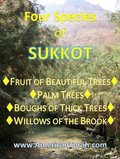 Soil from Stone: The Four Species of Sukkot