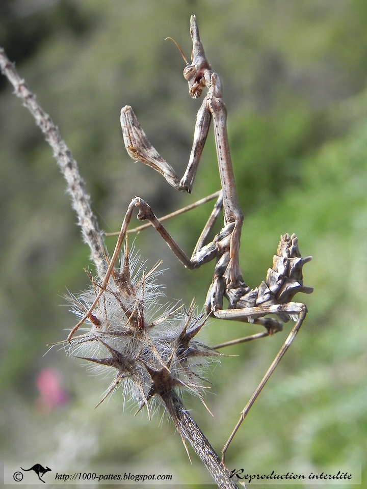WILDLIFE GATEWAY: Le Diablotin de Catalogne