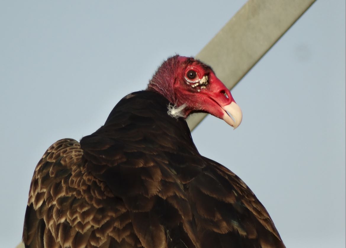 H-Town-West Photo Blog: Reservoir vultures and vistas ... not ...