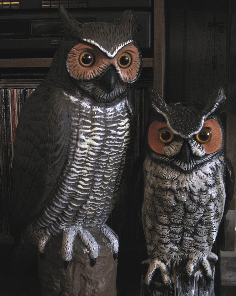 Jim's Junk!: Plastic Owls!! A new hobby---fun for all ages.