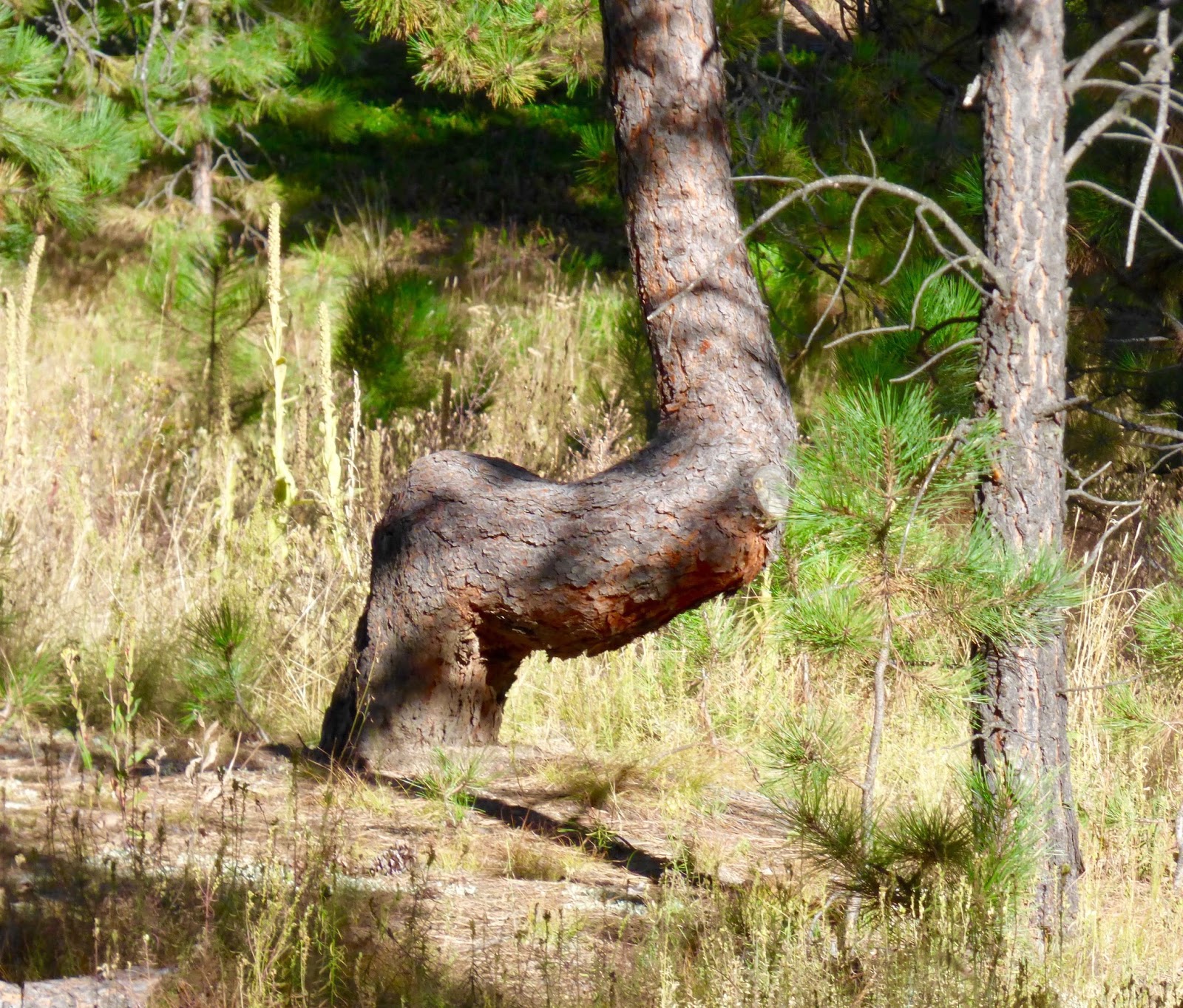 Otowi: Ute Prayer Trees (and a few other events) 9/19/15
