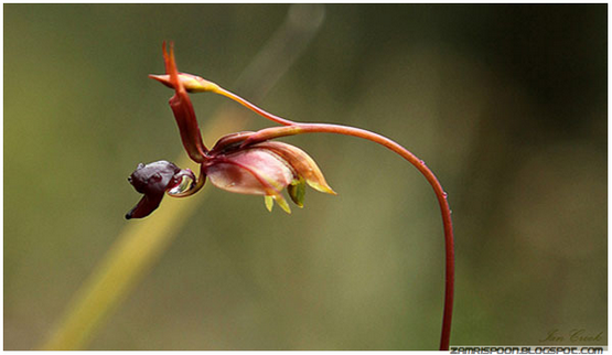 Pelik ! Bunga Orkid Yang Sangat Unik Menyerupai Itik ~ zamrispoon