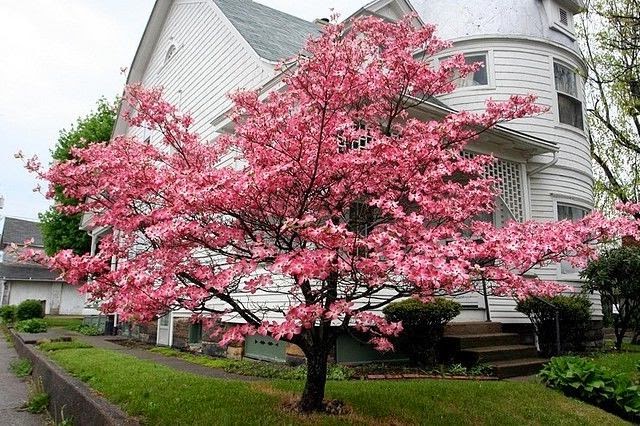 Flower Image Gallery: Dwarf Pink Flowering Dogwood Tree