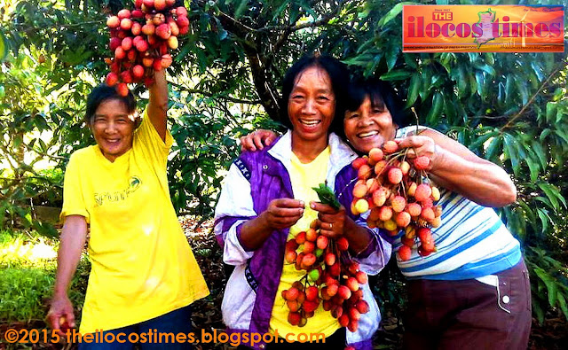 Adams poised to become ‘fruit bowl’ of Ilocos Norte
