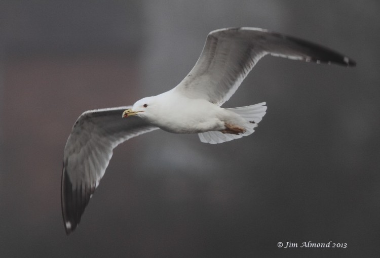Shropshire Birder: Horsehay - Caspian Gull