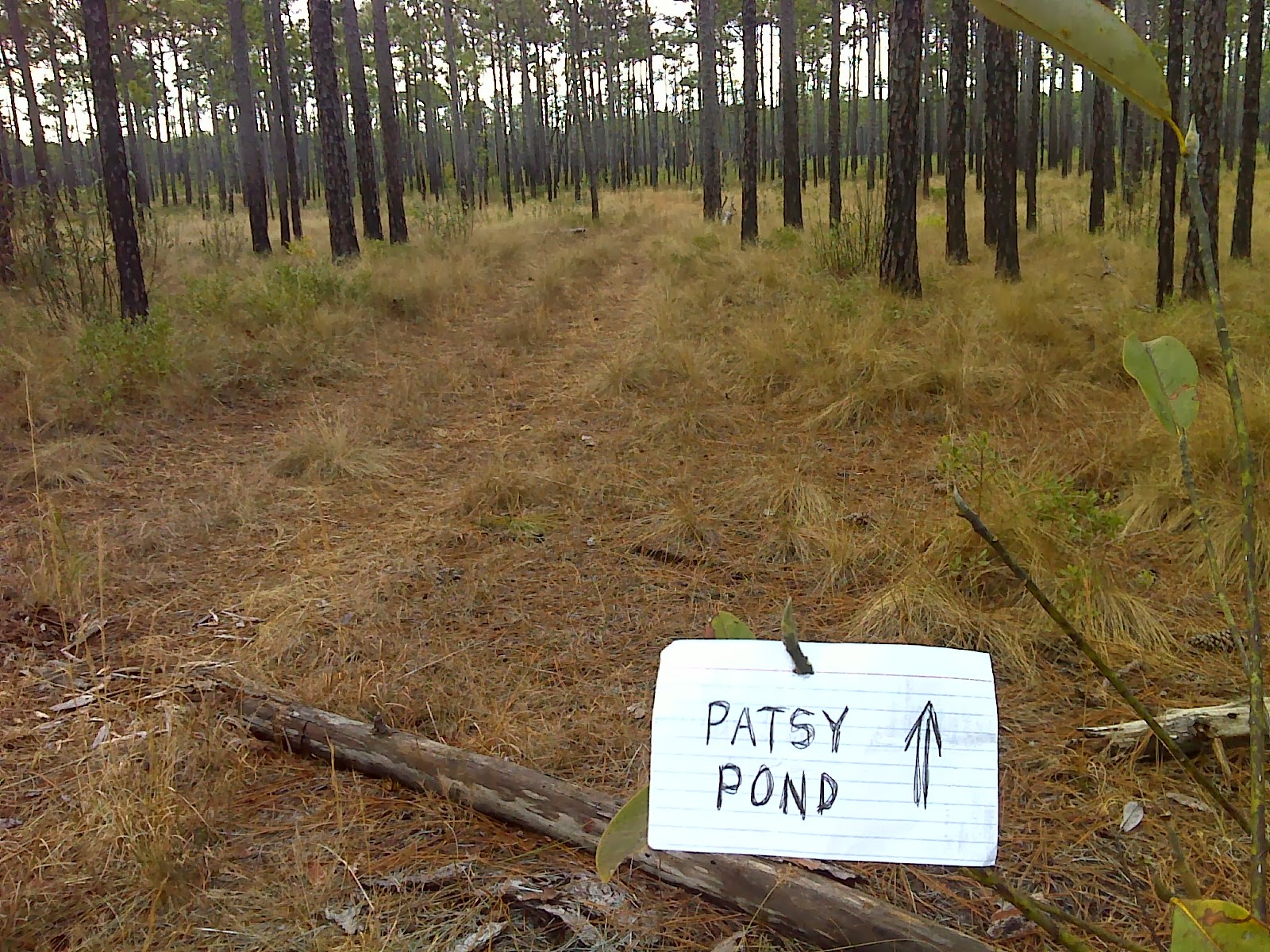 Heart and Sole: Adventures in Croatan National Forest