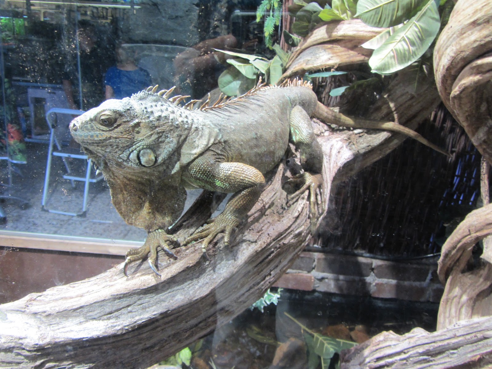 De Cultuurbarbaar: Vogelkelder en andere dieren...