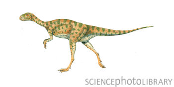 Los animales en la prehistoria: Animales prehistóricos con la letra A