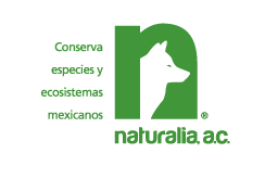 Naturalia | Crazy Cat