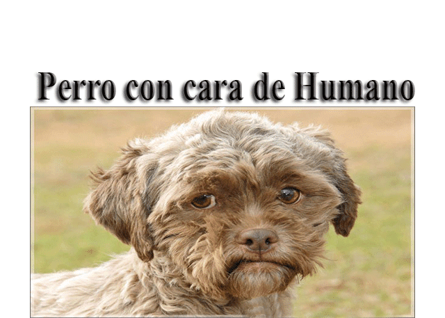 Noticias Recientes TV: Increíble un Perro con rostro Humano