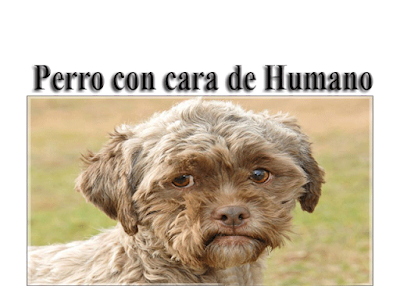 Noticias Recientes TV: Increíble un Perro con rostro Humano