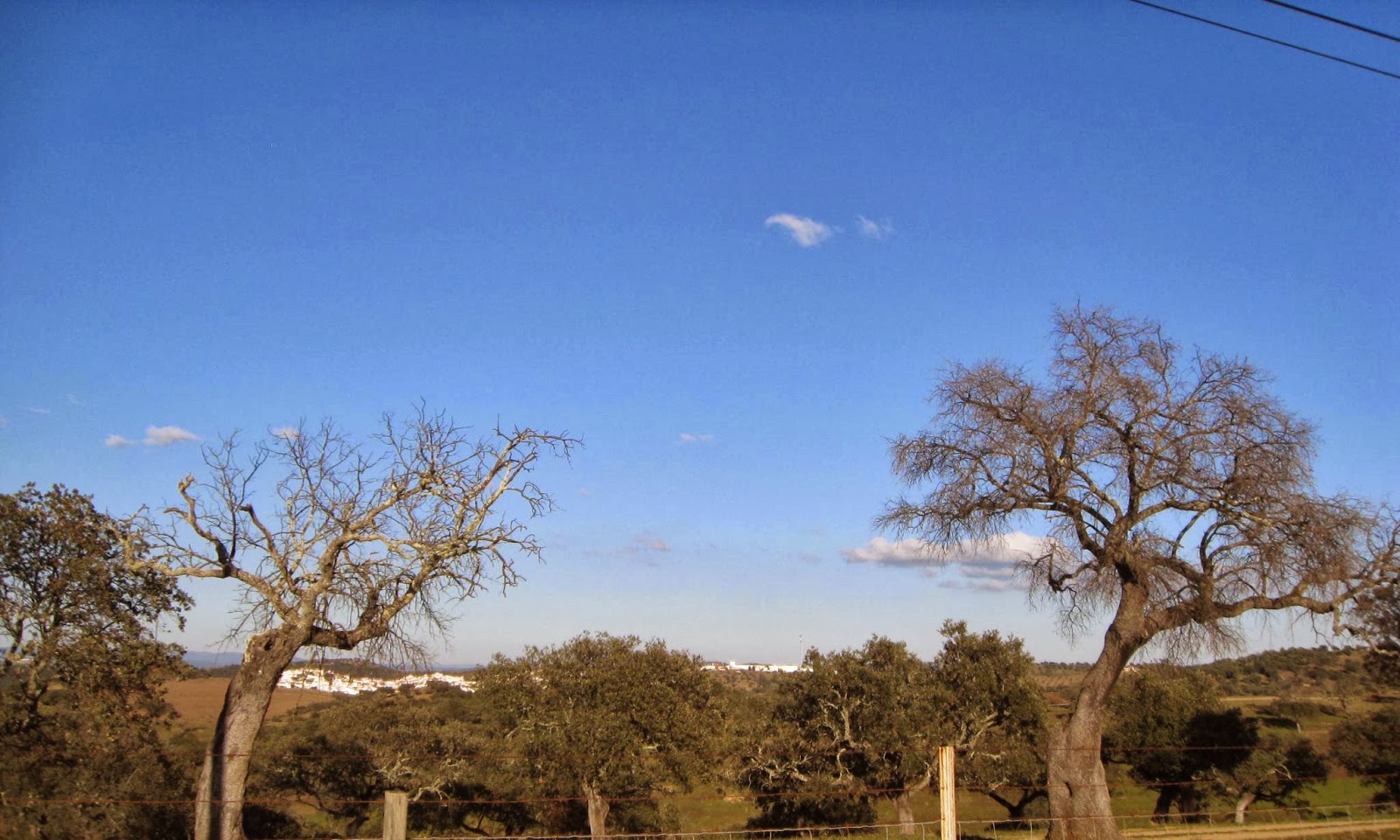 estado de Barrancos: O montado de azinho de Barrancos está doente