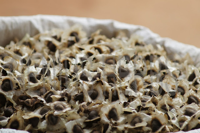GENIUS MORINGA: Moringa Seeds