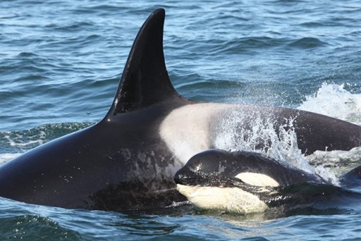 Terra Forming Terra: Orcas Prey on Sharks