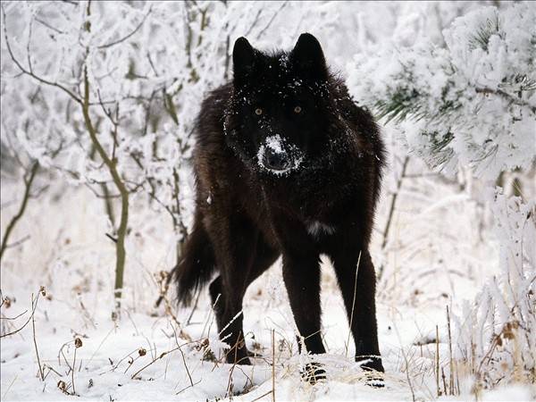 The rarest animals on the planet - the Black Wolf - My Interests