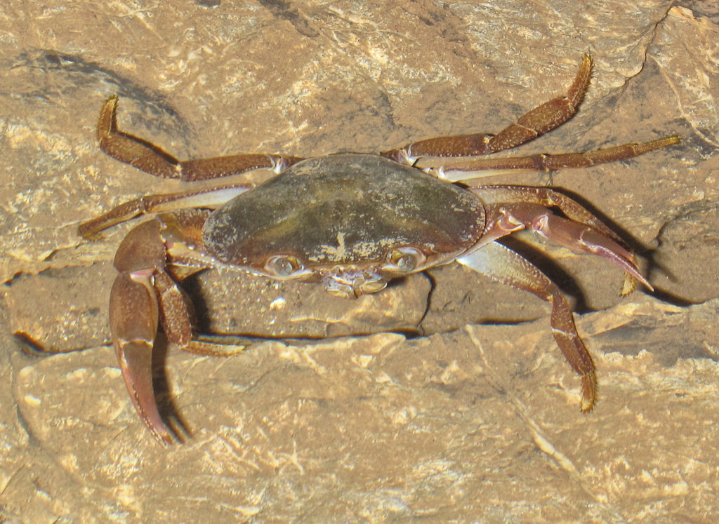 Jaiba o Cangrejo de río de la Hispaniola. | Fauna Dominicana