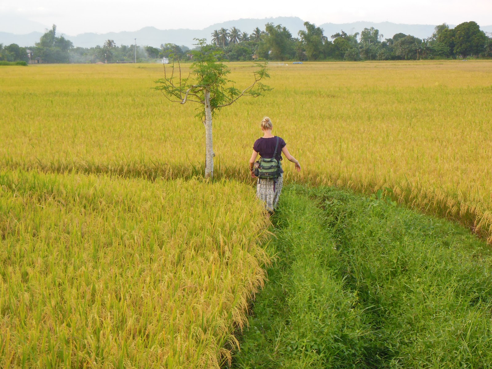 Snippets & Snapshots : Rice Fields