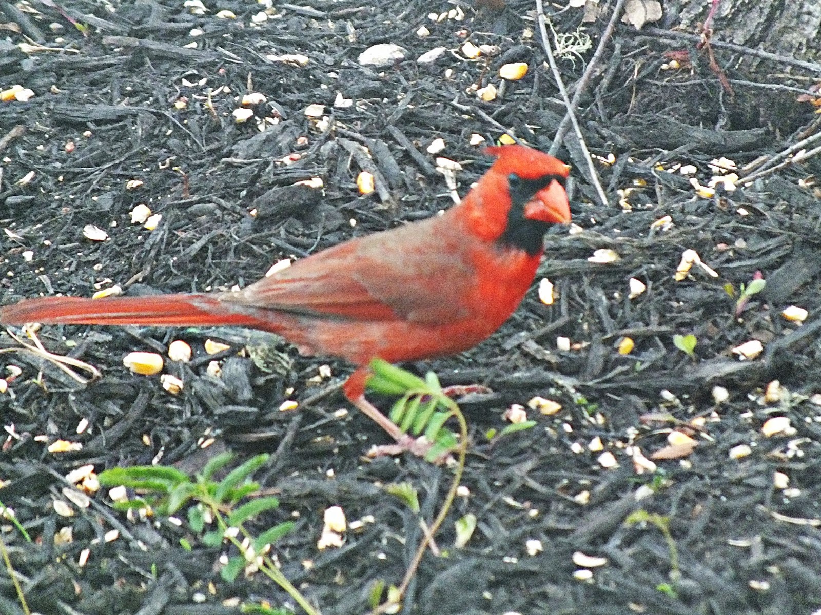 Wildlife Photography: Northern Cardinal (Pair)