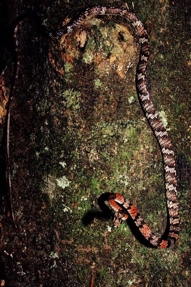Species New to Science: [Herpetology • 2016] Dendrelaphis sinharajensis ...