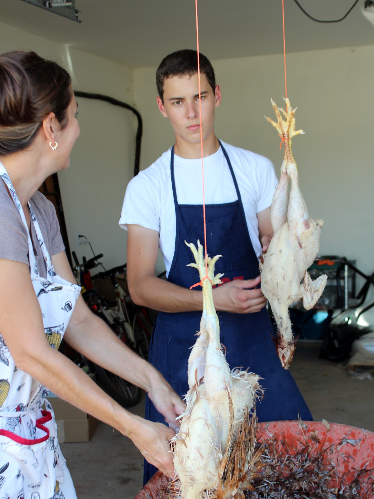 Harvesting (aka Butchering) Chickens