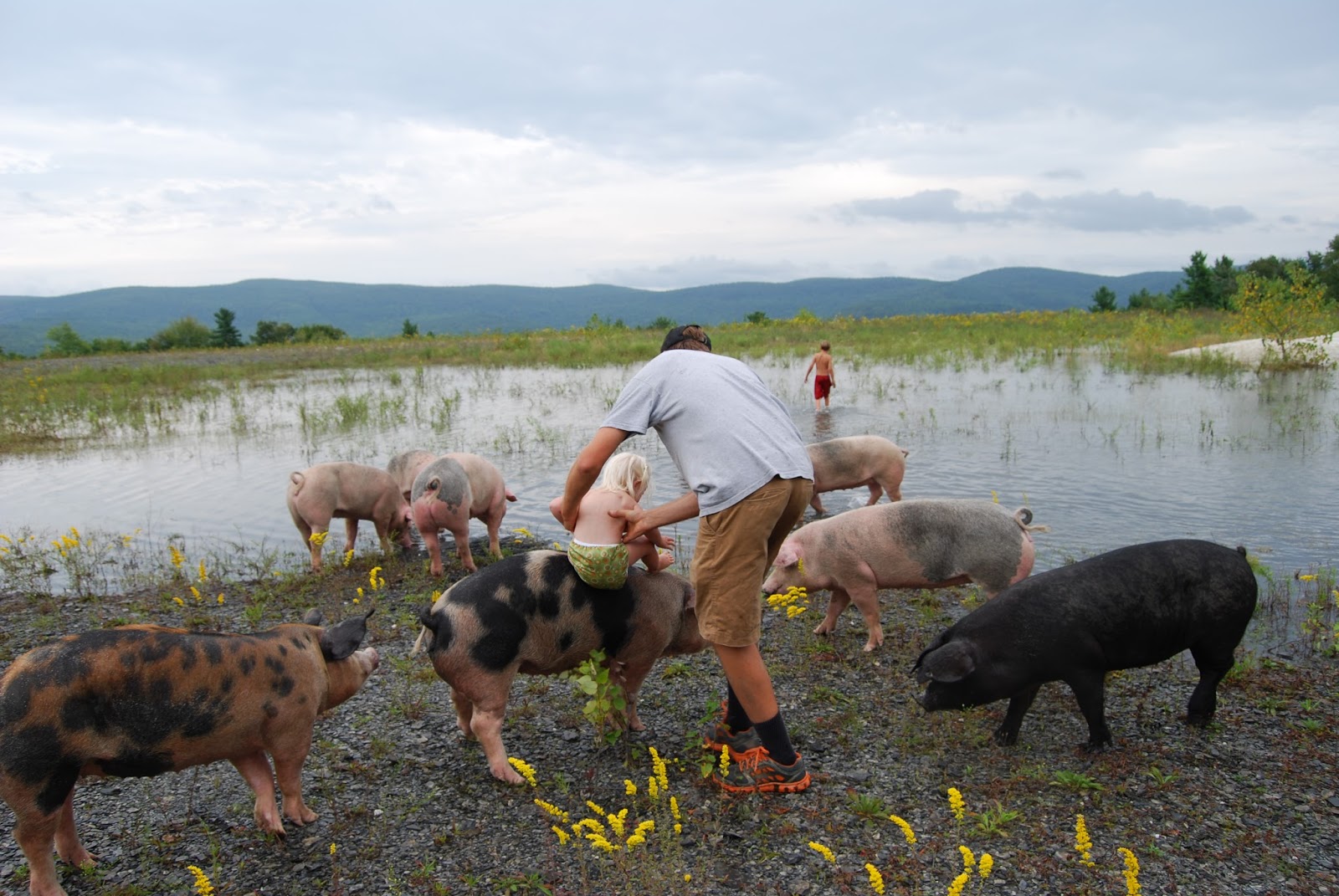 Climbing Tree Farm: Life's a Beach for Our Pigs