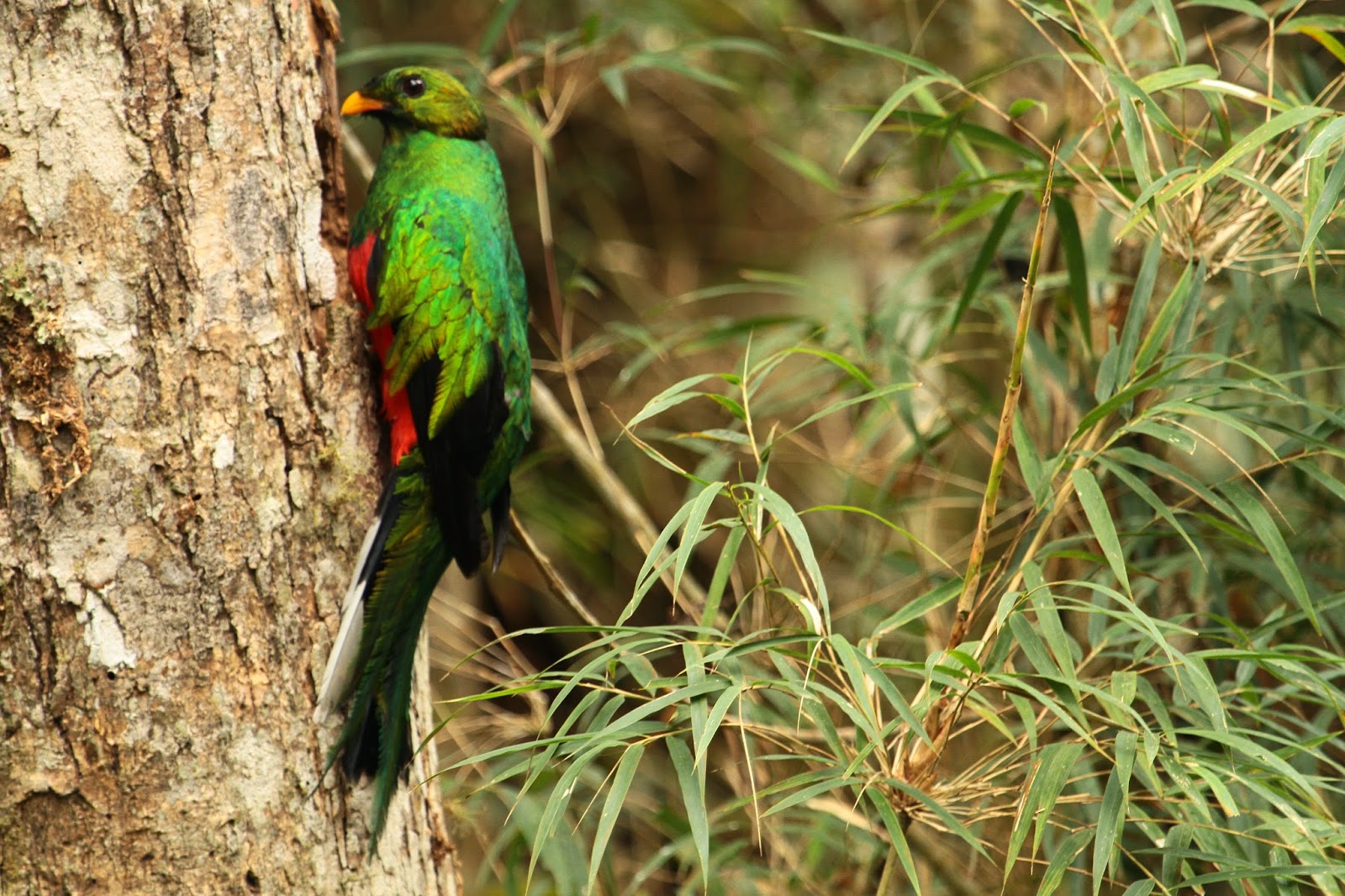 Nuestro bello mundo...: White-tipped Quetzal, male, Pharomachrus ...