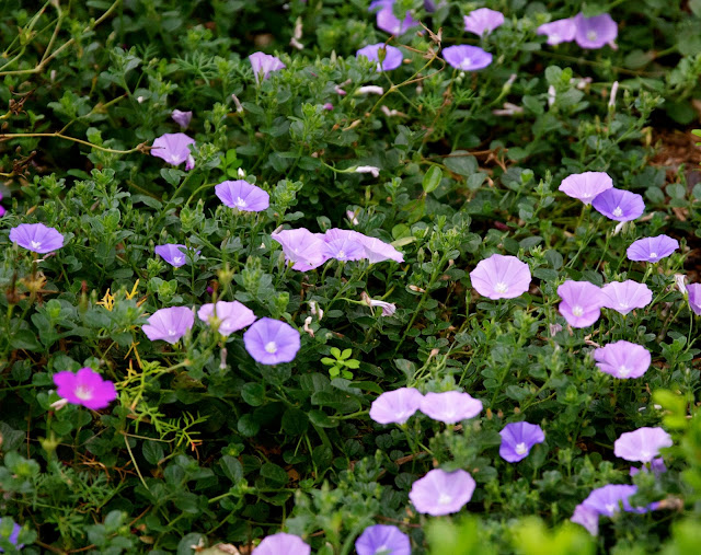The Gardens of Petersonville: Lovely Ground Morning Glories