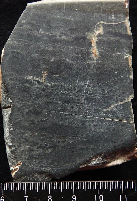 山口県の自然史: ジュラ系豊浦層群阿内層の生物擾乱泥岩を構成するPhycosiphon cf. incertum 単一相 ...