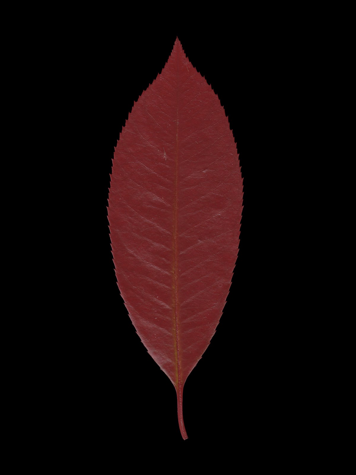 HIGH RESOLUTION TEXTURES: Leaf Textures