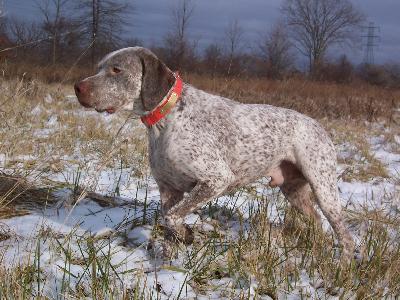 Braco de Bourbonnais - Theperros