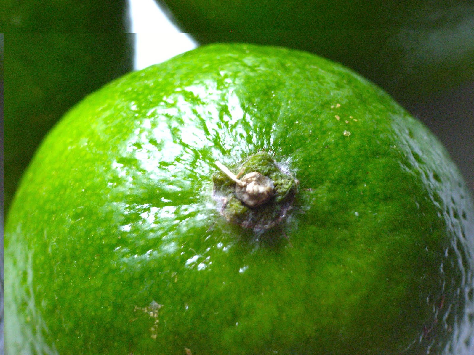 Bilder-Bibliothek: Limetten