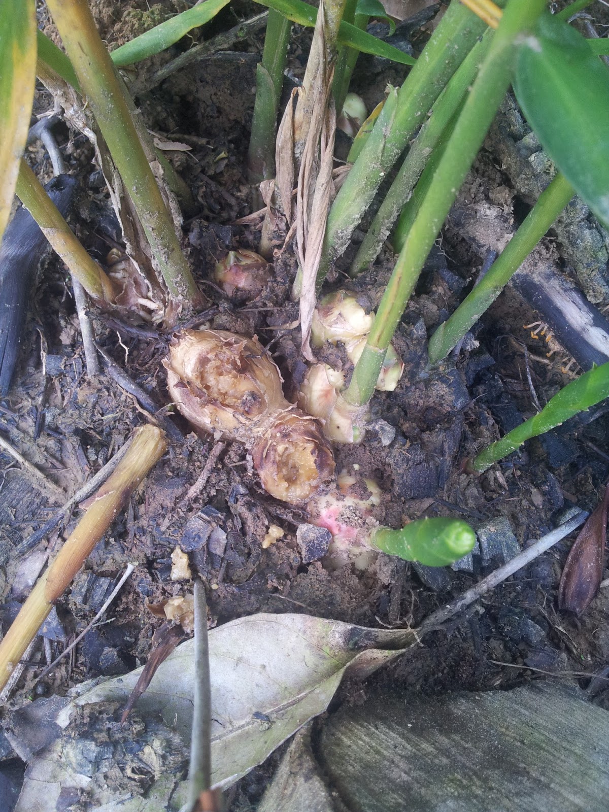 Tanaman Halia: Tanaman Halia 3rd.