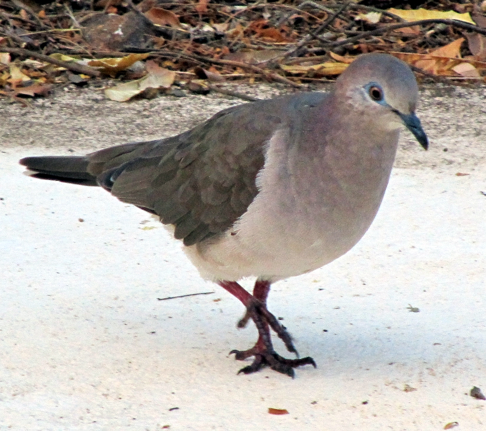 Hiking Curaçao - Flora and Fauna: Aladuru - Verreaux-duif - White ...