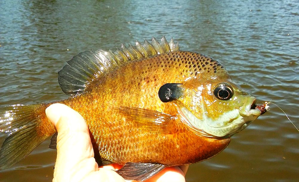 The Pond Guru: Ride The Bull Bream!