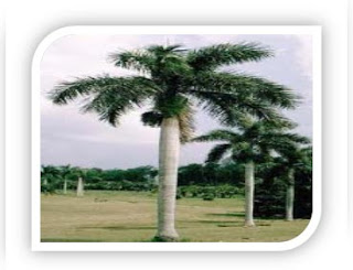 Bari Flora's: POHON PALEM (PALM)