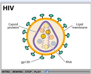 Animasi Virus HIV | BIOLOGIPEDIA