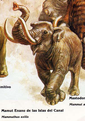 Koprolitos: ZOOBOOKS: Antepasados de los elefantes