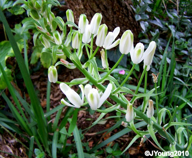 Natures World of Wonder: Nelson’s Slime Lily (Albuca nelsonii)
