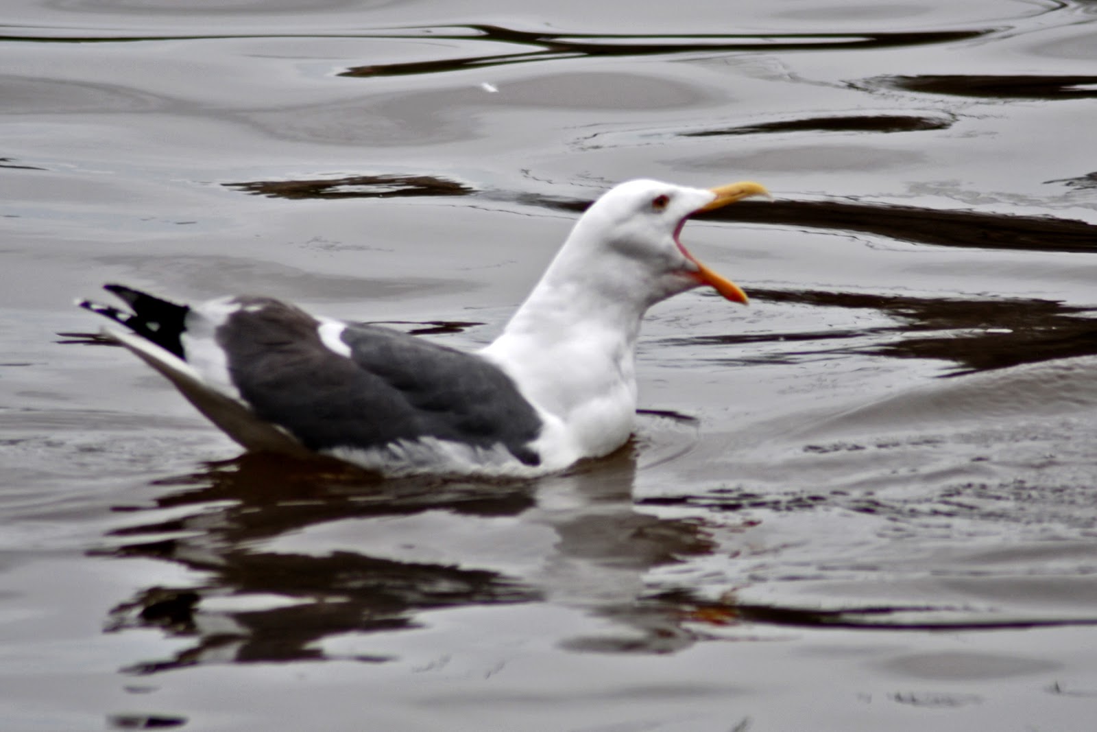 Adventures through Photography: Lake Merritt - A Mecca for Birders 3/6/16