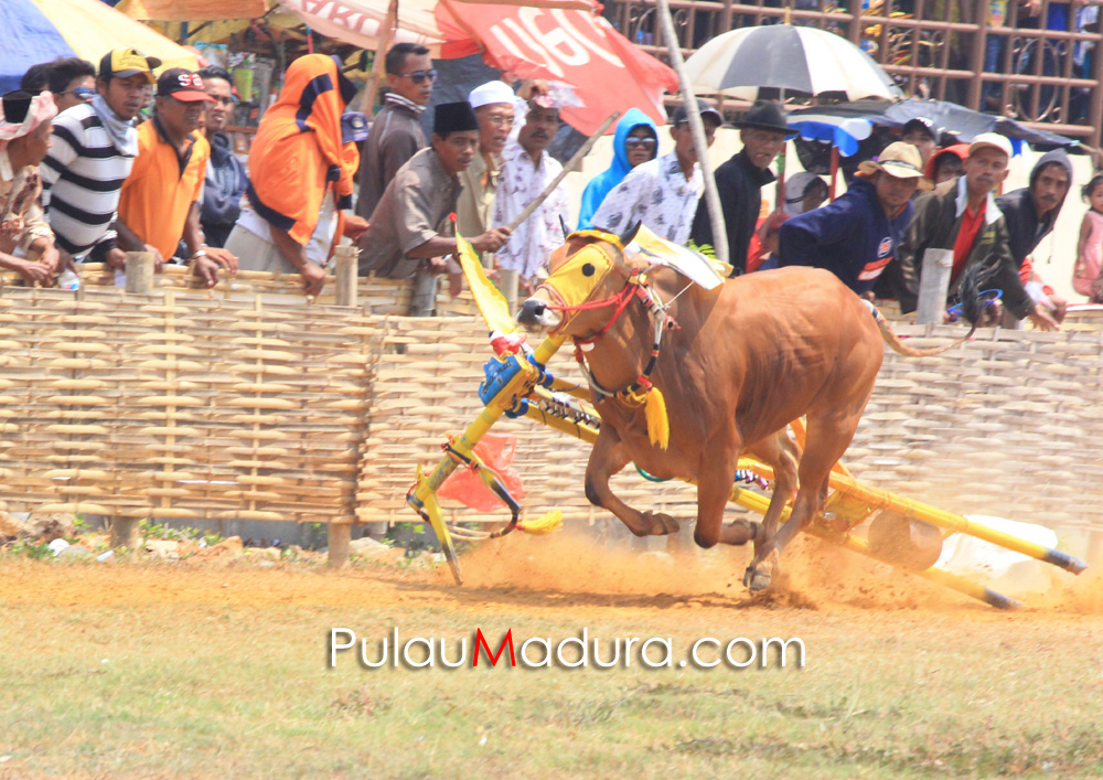 Galeri Foto Kerapan Sapi Madura 2015 - Gerbang Pulau Madura