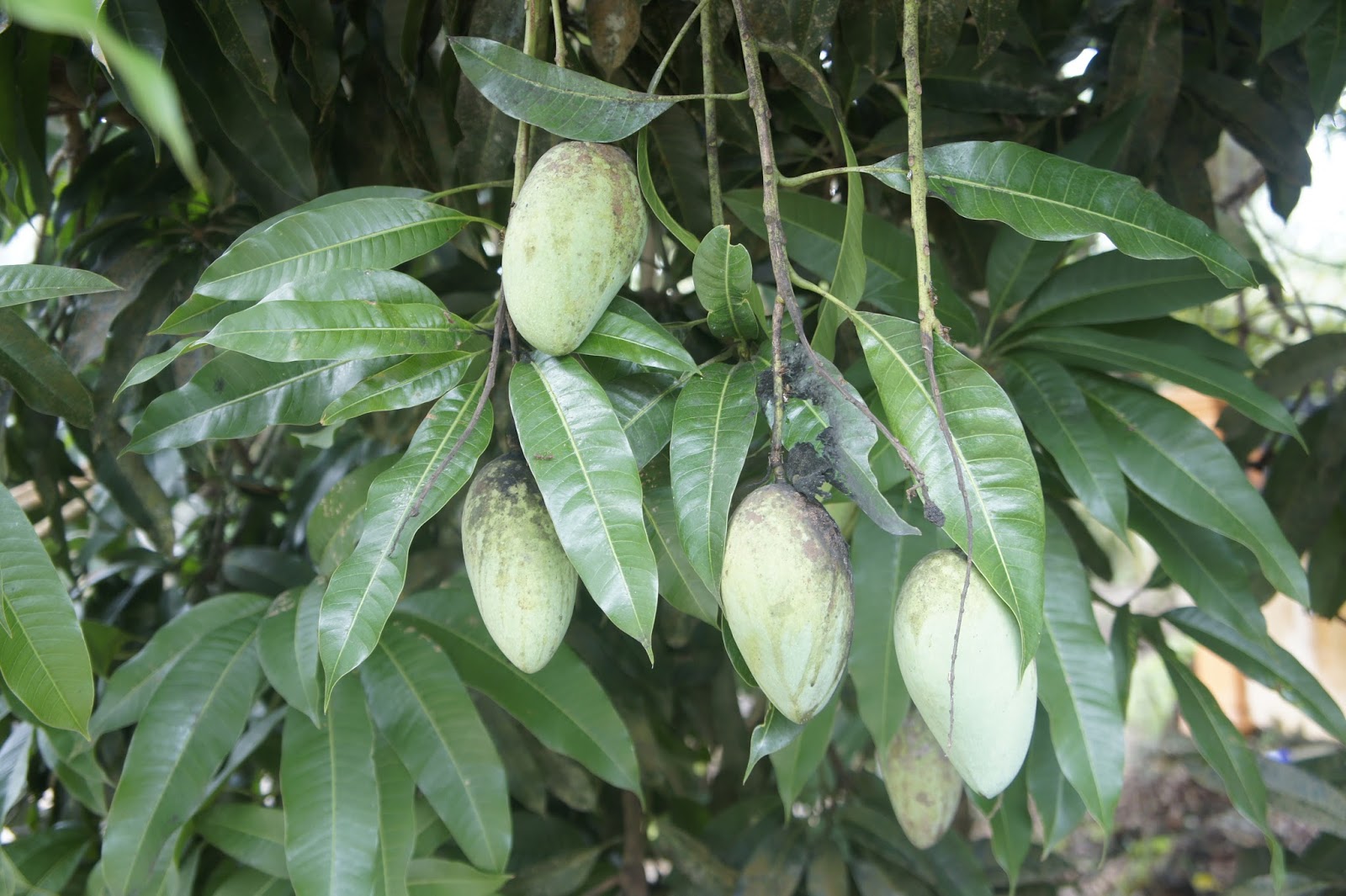 Warisan Petani: Tanaman Kuini vs Mangga.