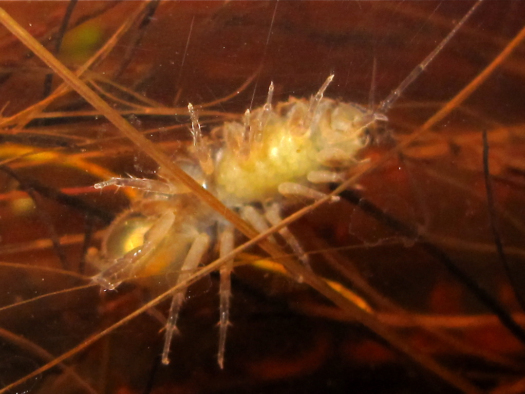 BugBlog: December 2011