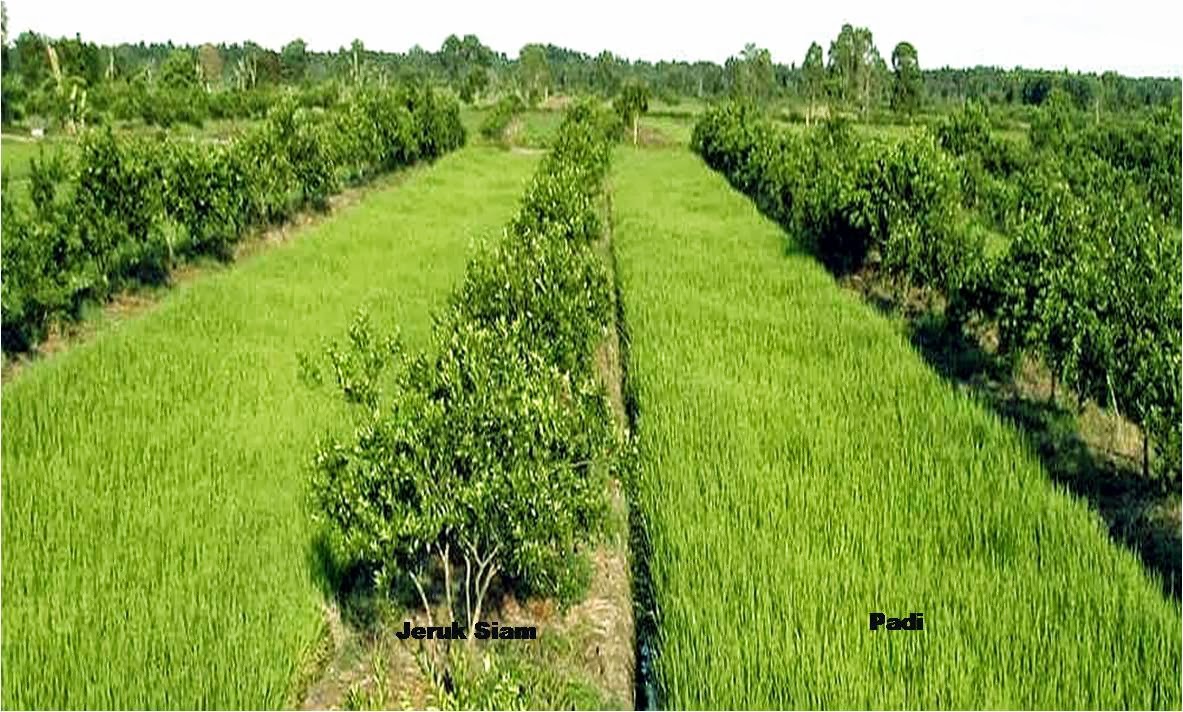 Pengelolaan Lahan Rawa: EMPAT KUNCI SUKSES PENGELOLAAN LAHAN RAWA ...