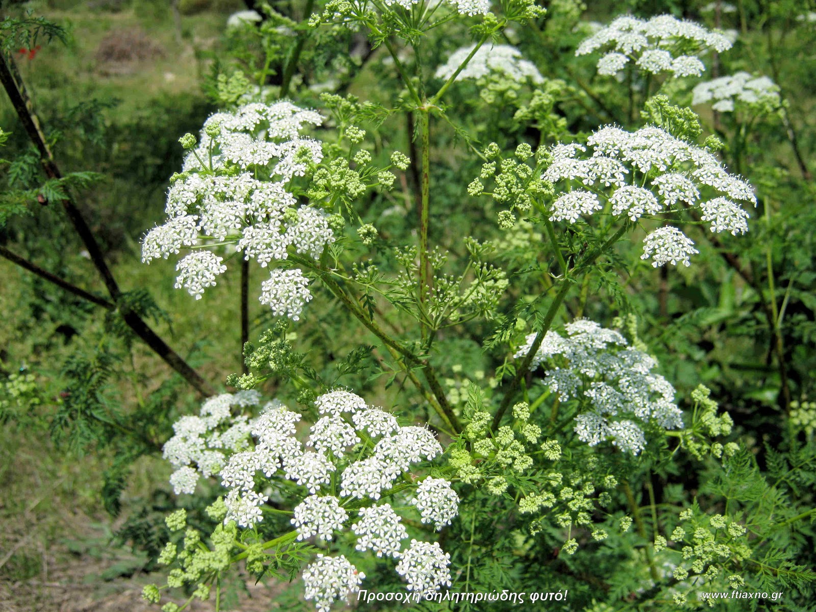 Φτιάχνω μόνος μου: Κώνειο-Conium maculatum L.
